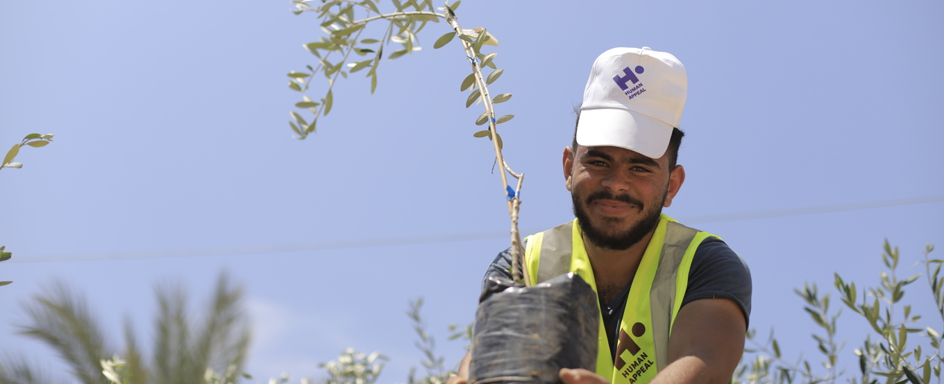 Olive Tree | Human Appeal Canada